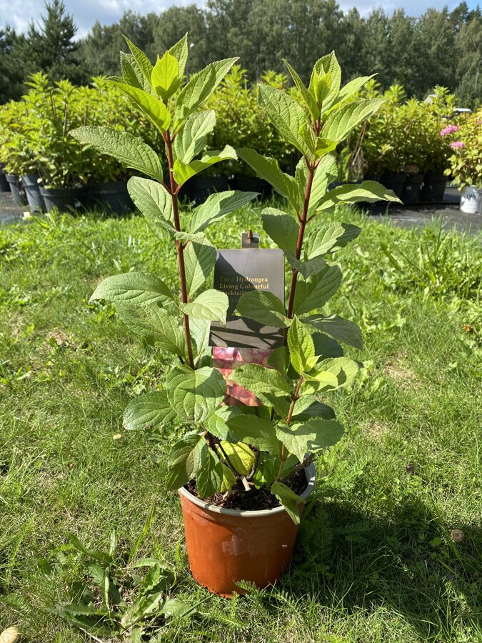 Hydrangea paniculata LIVING COLOURFUL COCKTAIL - Hydrangea paniculata ...