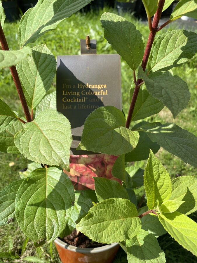 Hydrangea paniculata LIVING COLOURFUL COCKTAIL - Hydrangea paniculata ...