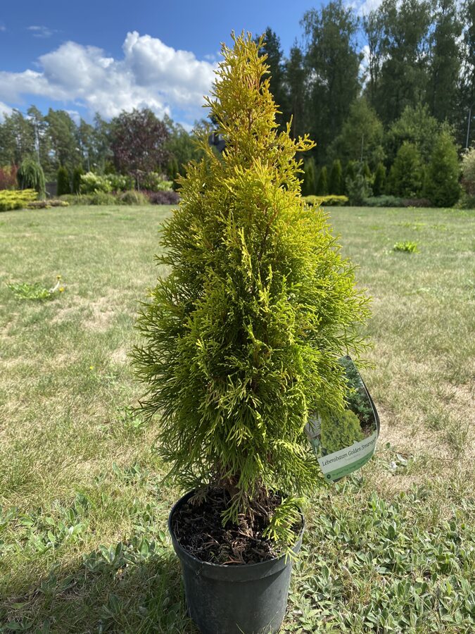 Thuja occidentalis Golden Smaragd 'Janed Gold' - Tūjas - Stādi dārzam ...