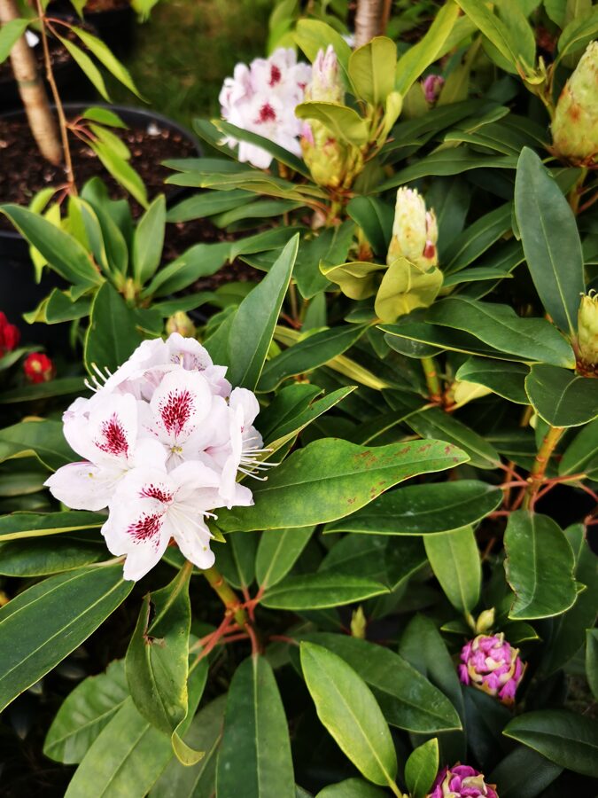 Rhododendron Calsap - Rododendri - Stādi dārzam - hortenzijas, rododendri, peonijas, magnolijas ...