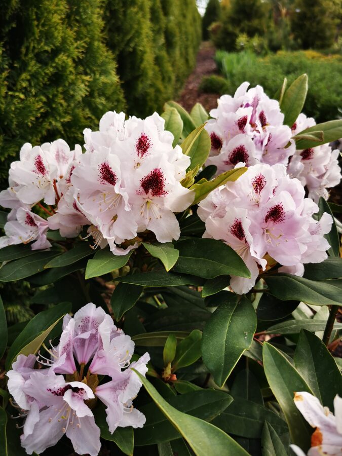 Rhododendron Calsap - Rododendri - Stādi dārzam - hortenzijas, rododendri, peonijas, magnolijas ...