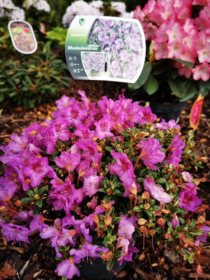 Ložņājošais rododendrs Calostrotum keleticum - Rododendri - Stādi ...