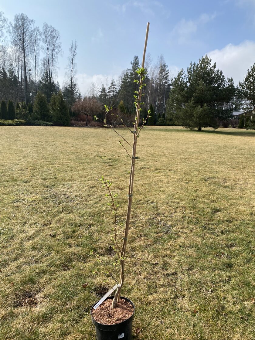 Sakura Prunus FIRST BLUSH - Sakuras - Japānas ķirši - Stādi dārzam ...