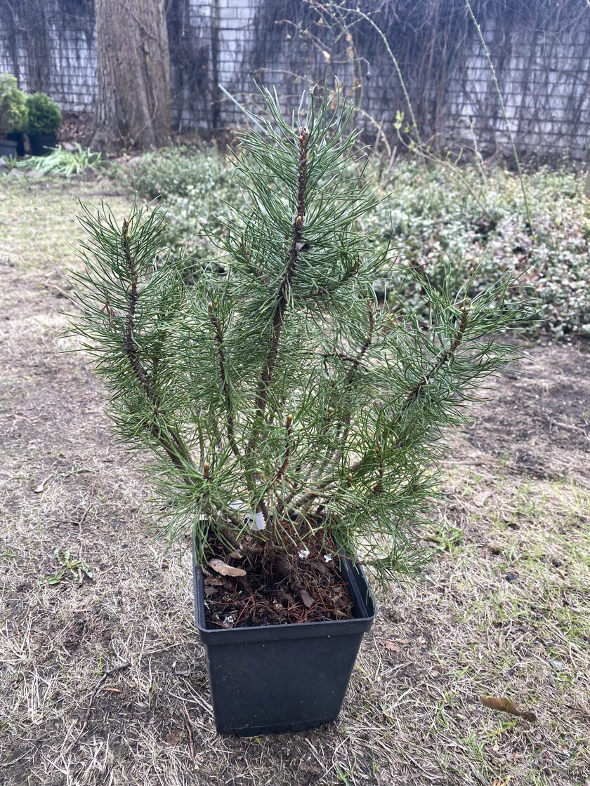 Pinus mugo kalnu priede - Priedes - Stādi dārzam - hortenzijas ...