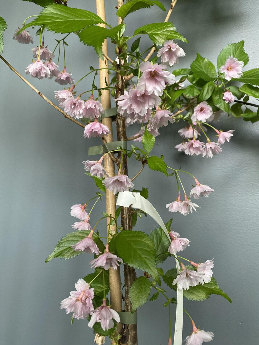 Sakura Prunus FIRST BLUSH - Sakuras - Japānas ķirši - Stādi dārzam ...