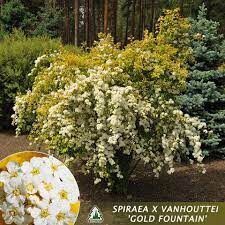 Vanhuta spireja Gold Fountain - Spirejas - Stādi dārzam - hortenzijas ...