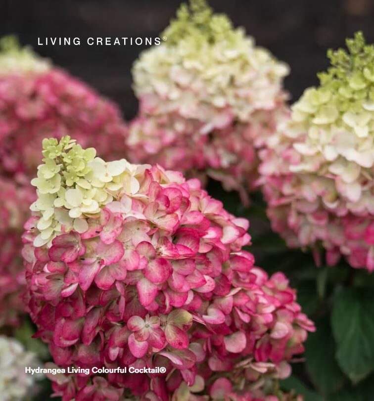 Hydrangea paniculata LIVING COLOURFUL COCKTAIL - Hydrangea paniculata ...