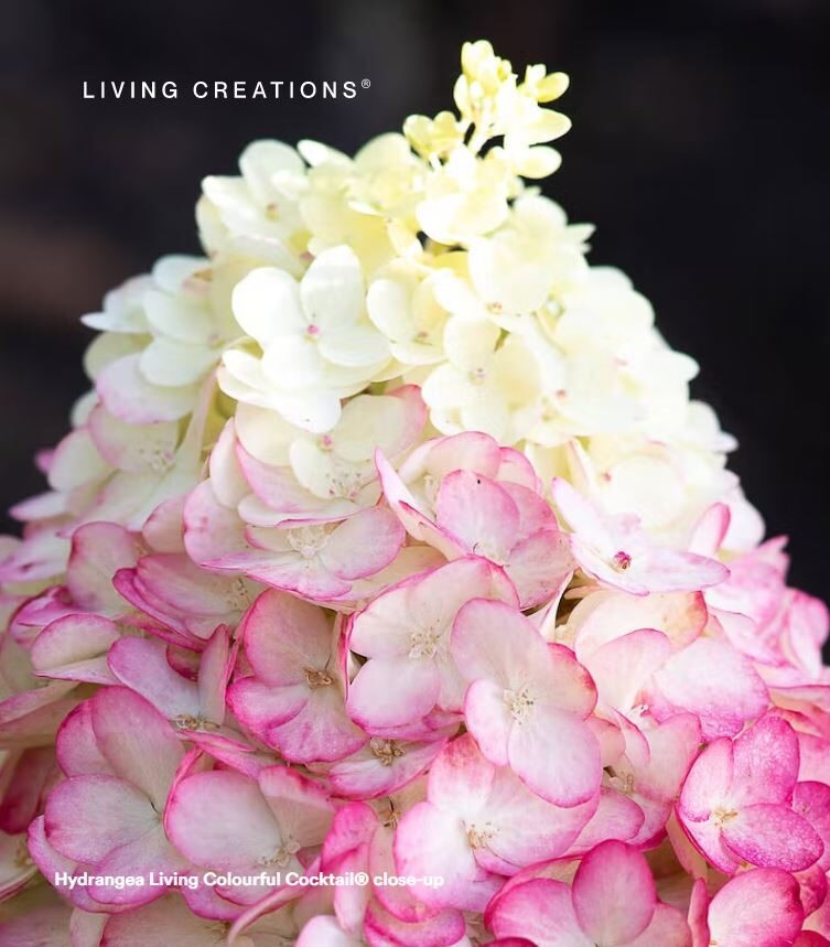 Hydrangea paniculata LIVING COLOURFUL COCKTAIL - Hydrangea paniculata ...