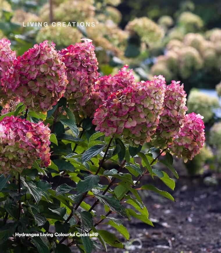 Hydrangea paniculata LIVING COLOURFUL COCKTAIL - Hydrangea paniculata ...