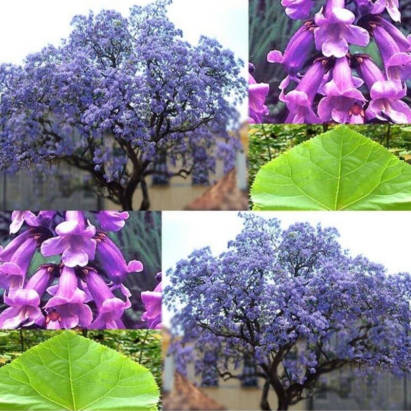 Paulownia elongata - Paulovnija - Stādi dārzam - hortenzijas ...